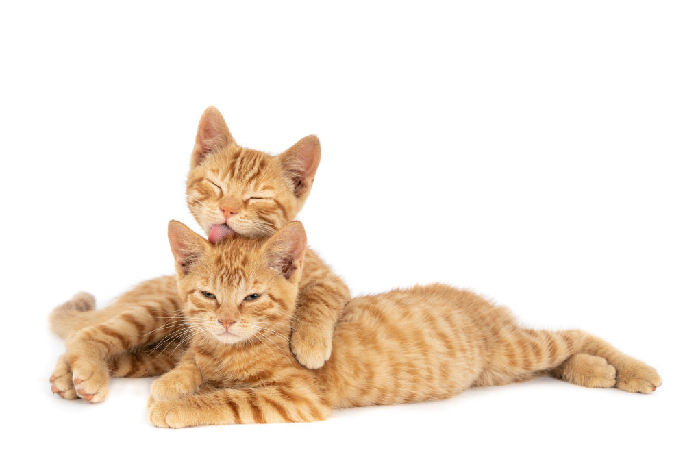 Cat Butt Scratching: A Secret to Feline Bliss? – HOOLUXE