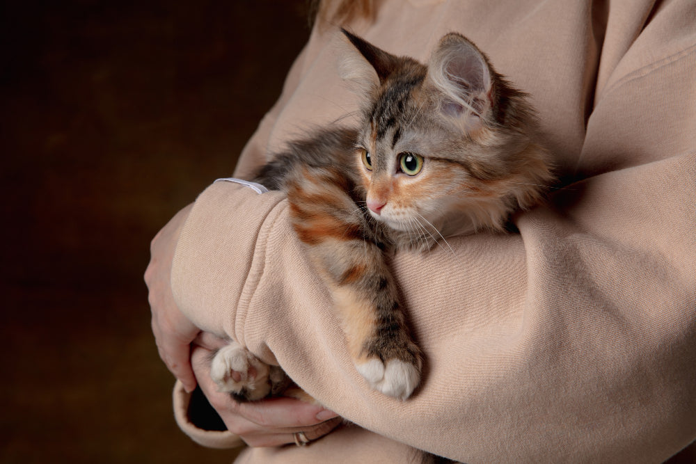 Top 10 Reasons Why Your Pet Needs a Critter Cuddler Sling – HOOLUXE