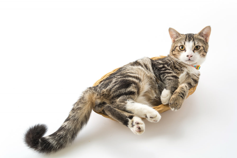 Cat Posture Revealed: What Body Language Means – HOOLUXE