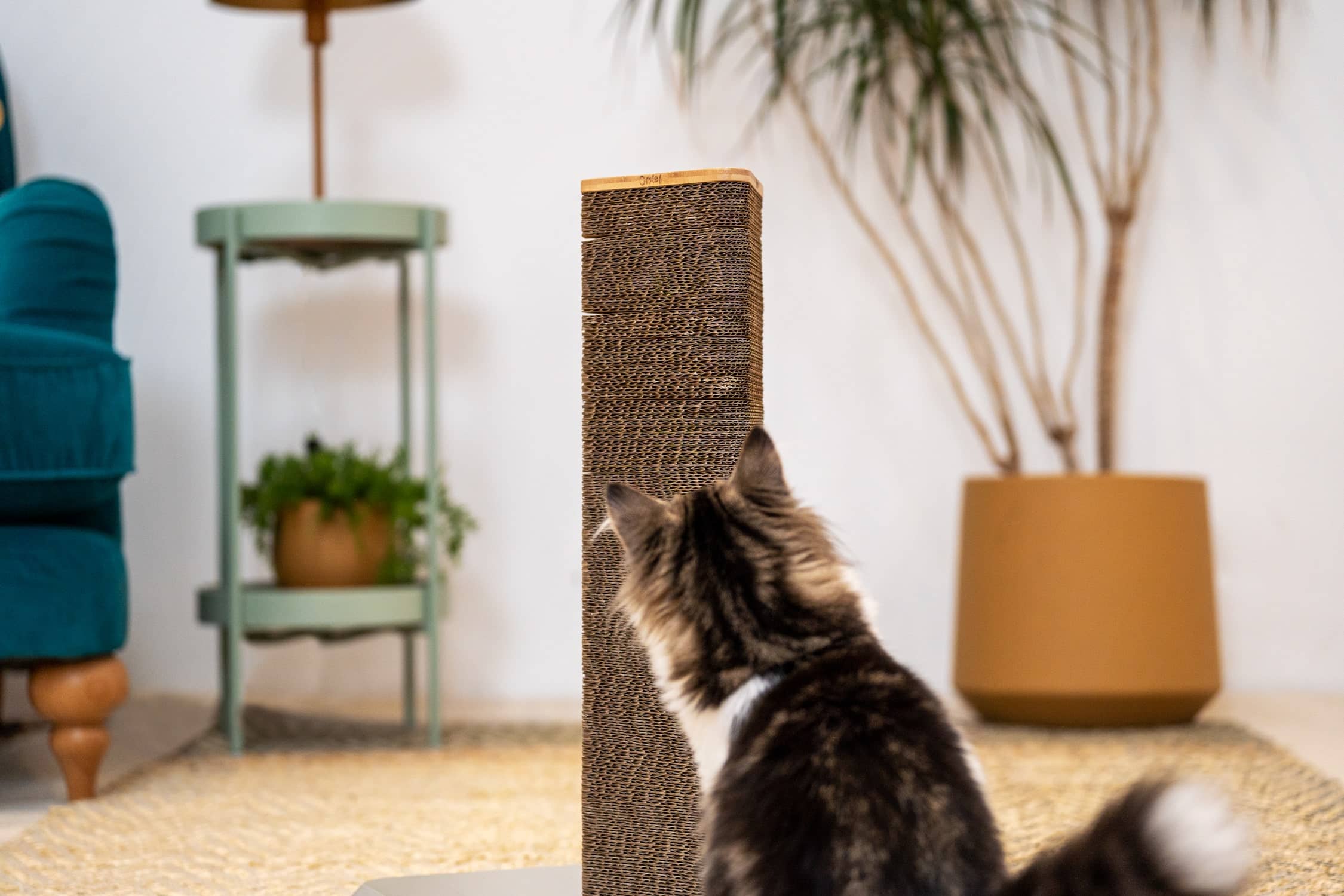Best Cat Scratchers for Wall Corners (2025 Picks) – HOOLUXE