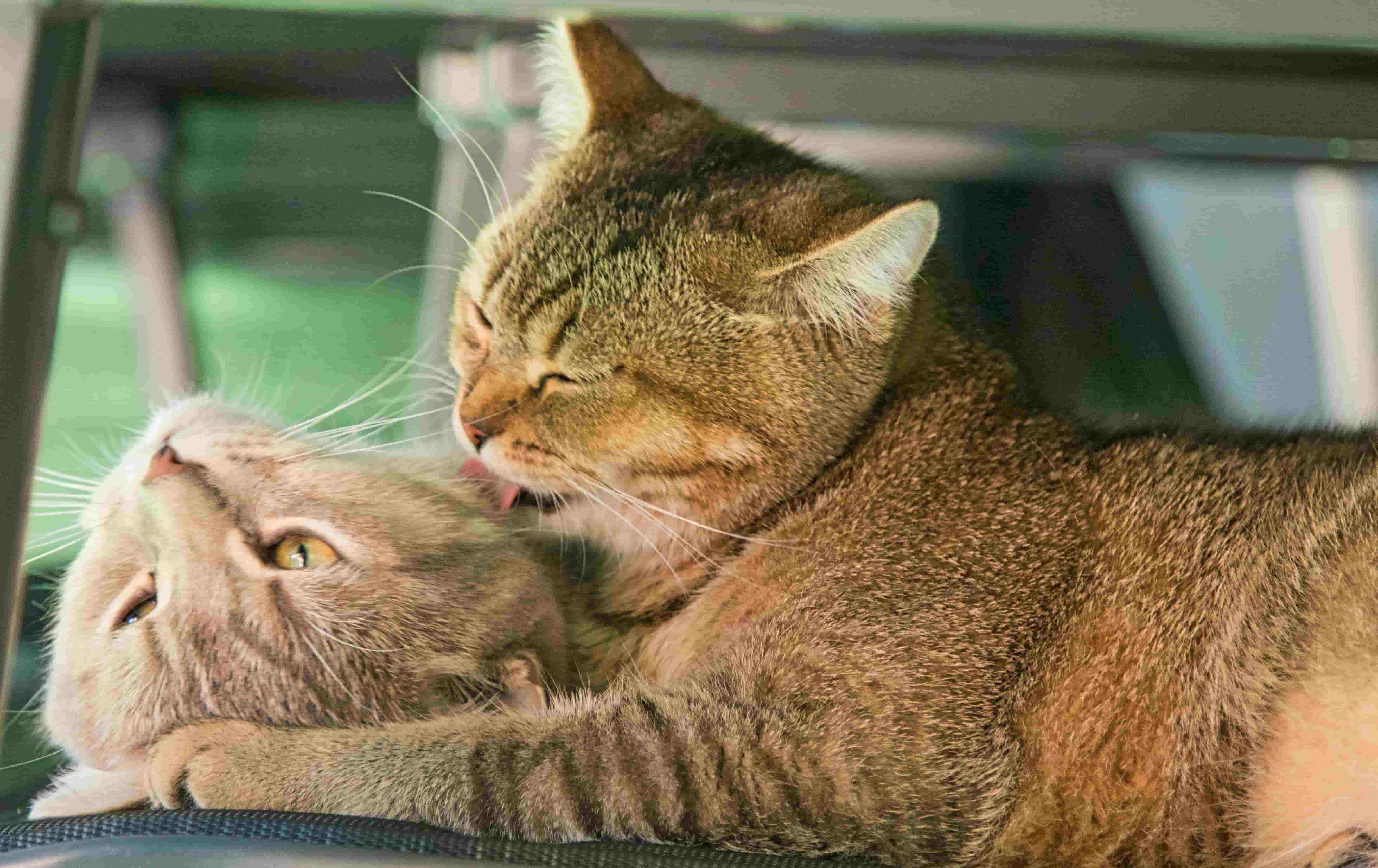 The Secrets Behind Two Cats Cuddling: A Comprehensive Guide – HOOLUXE