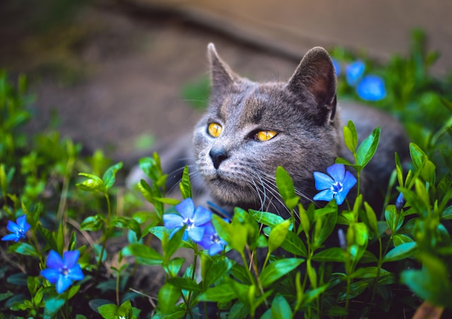 Cat Scratching Your Expensive Wallpaper? Here's the Fix – HOOLUXE