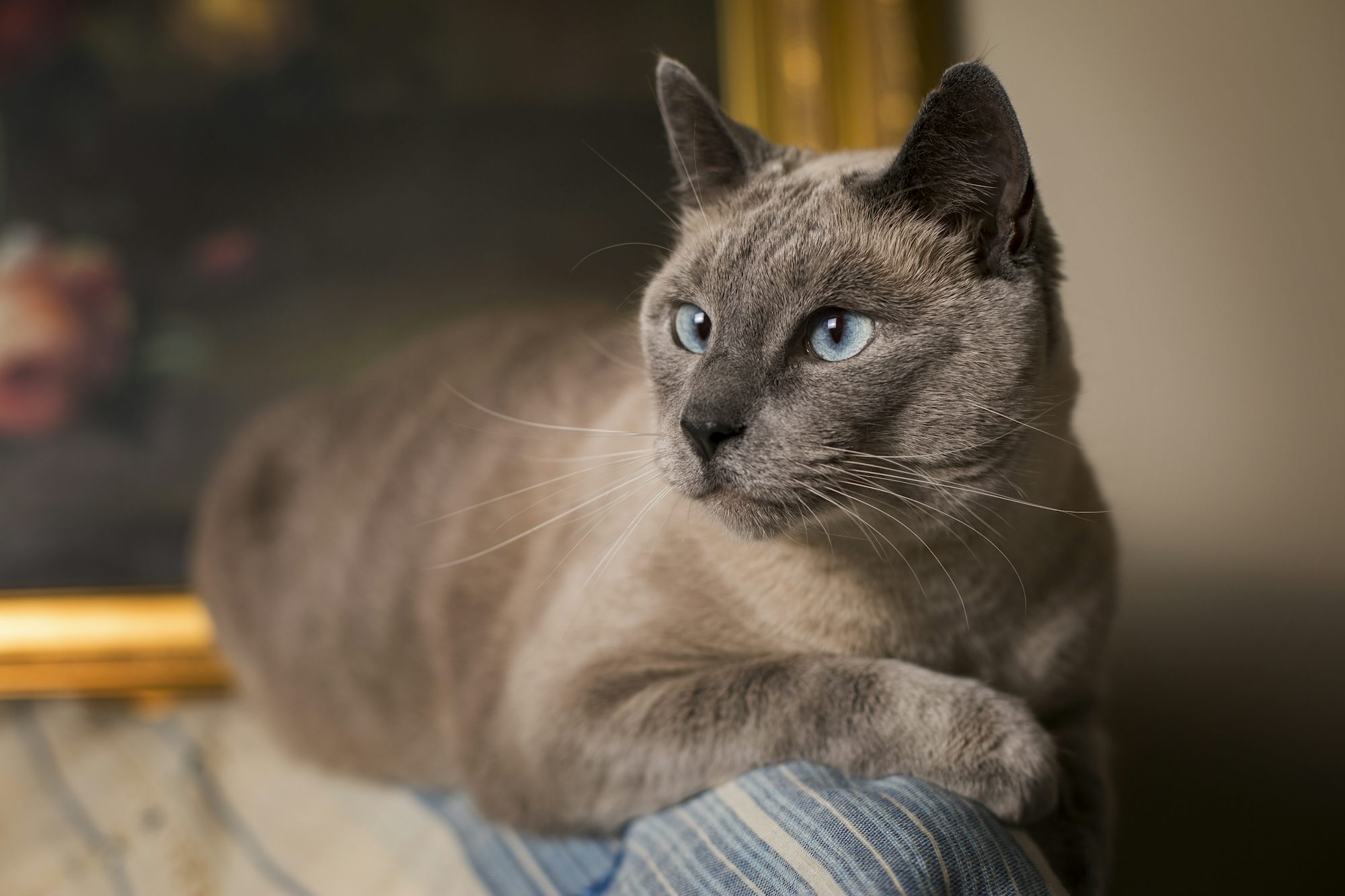 Top Clingy Cat Breeds: Find Your Perfect Feline Companion – HOOLUXE