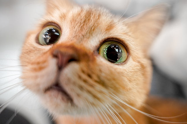 Cat MBTI: Which One Is Your Furry Friend? – hooluxe